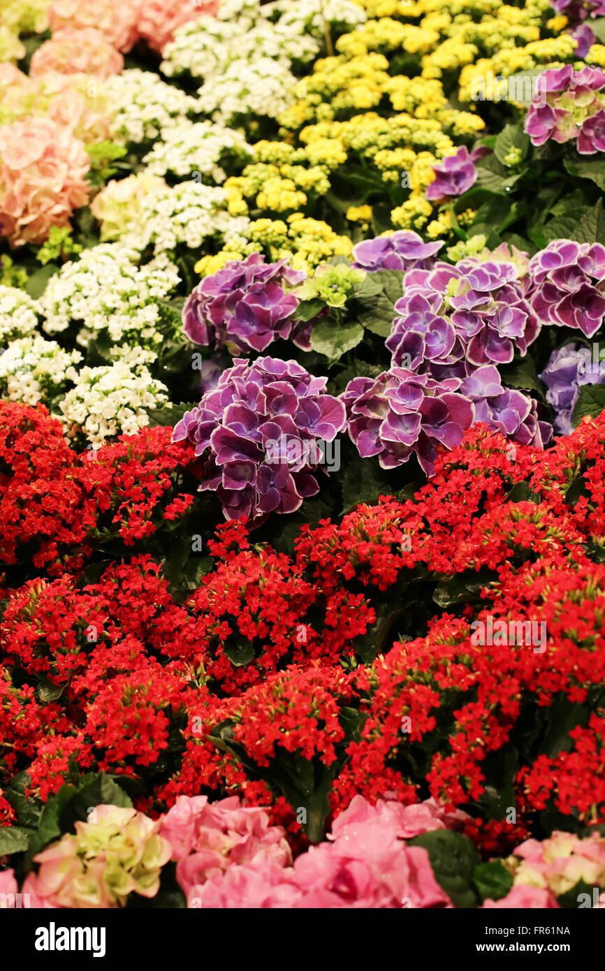 Minneapolis, Minnesota, US. 21st March, 2016. Colorful flowers at the ...