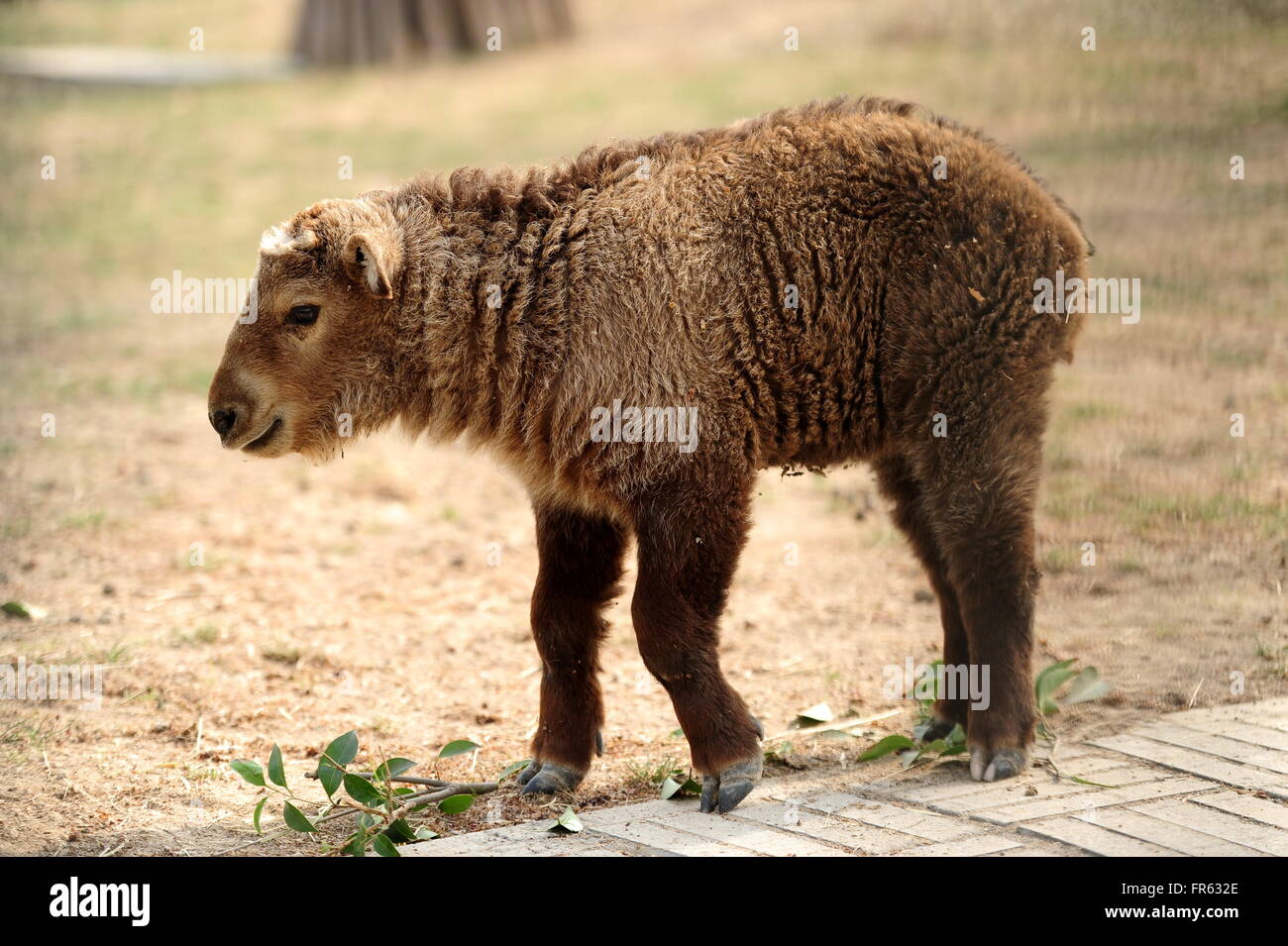 Jinan. 22nd Mar, 2016. A golden takin cub is seen at the Jinan Zoo in ...