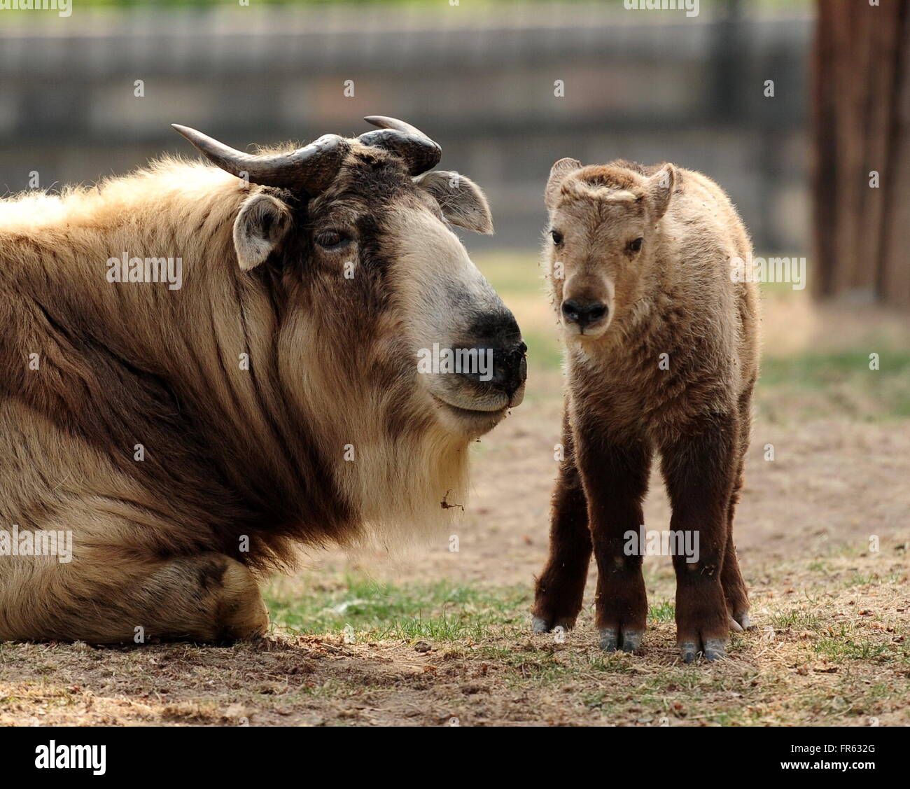 Jinan. 22nd Mar, 2016. A golden takin cub stays with its mother at the ...