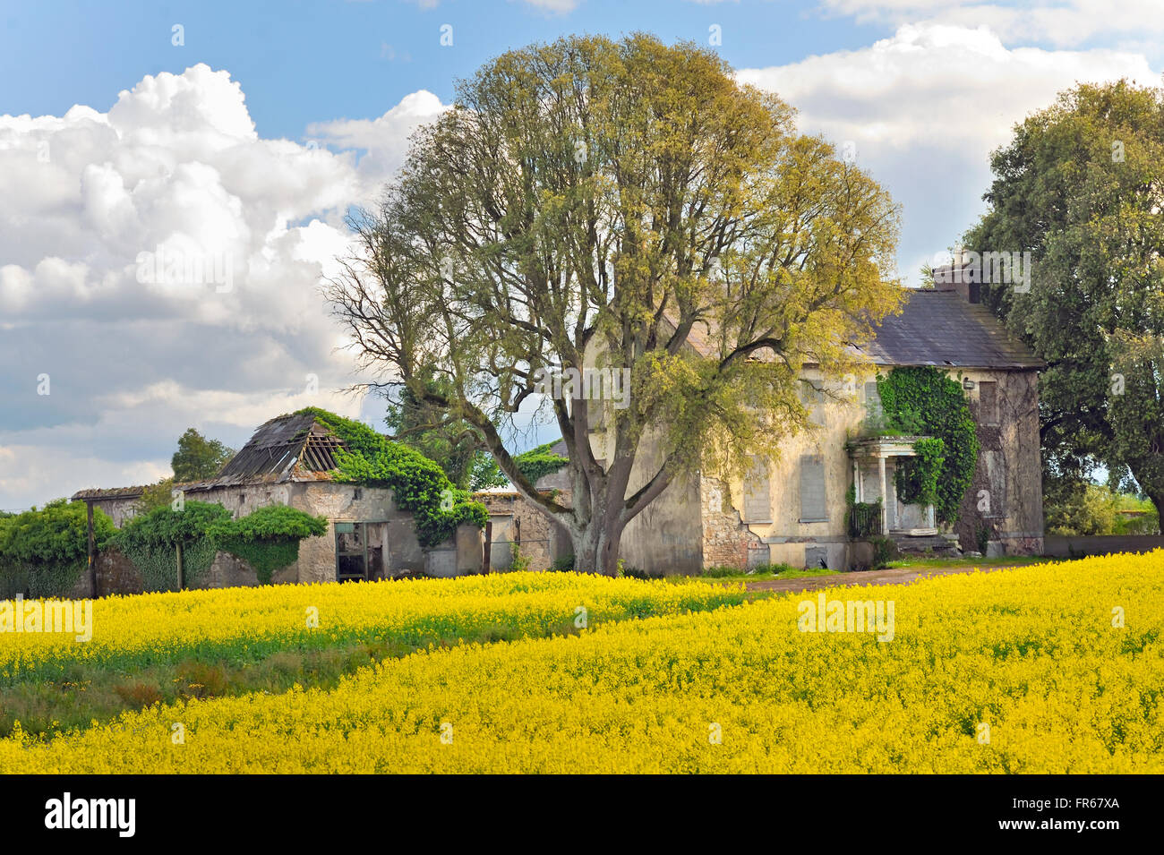 House and rape field landscape Stock Photo - Alamy