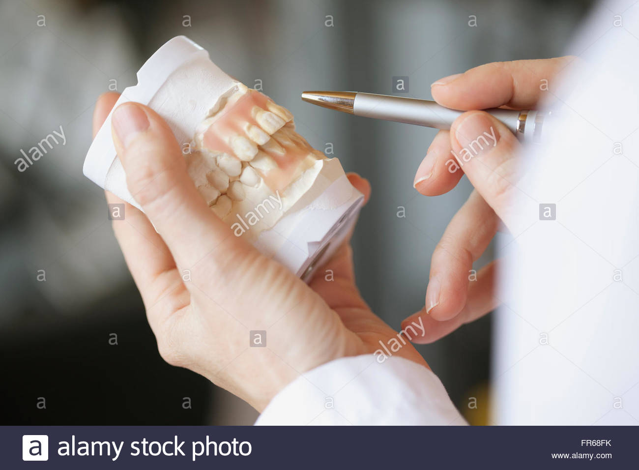 Human dental model hi-res stock photography and images - Alamy