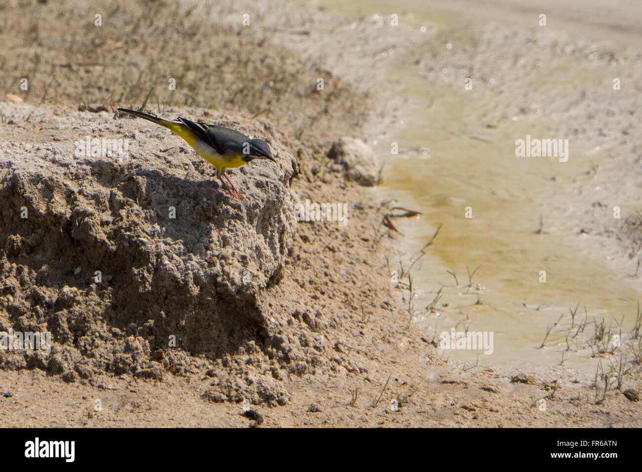 Grey wagtail in wetlands Stock Photo - Alamy