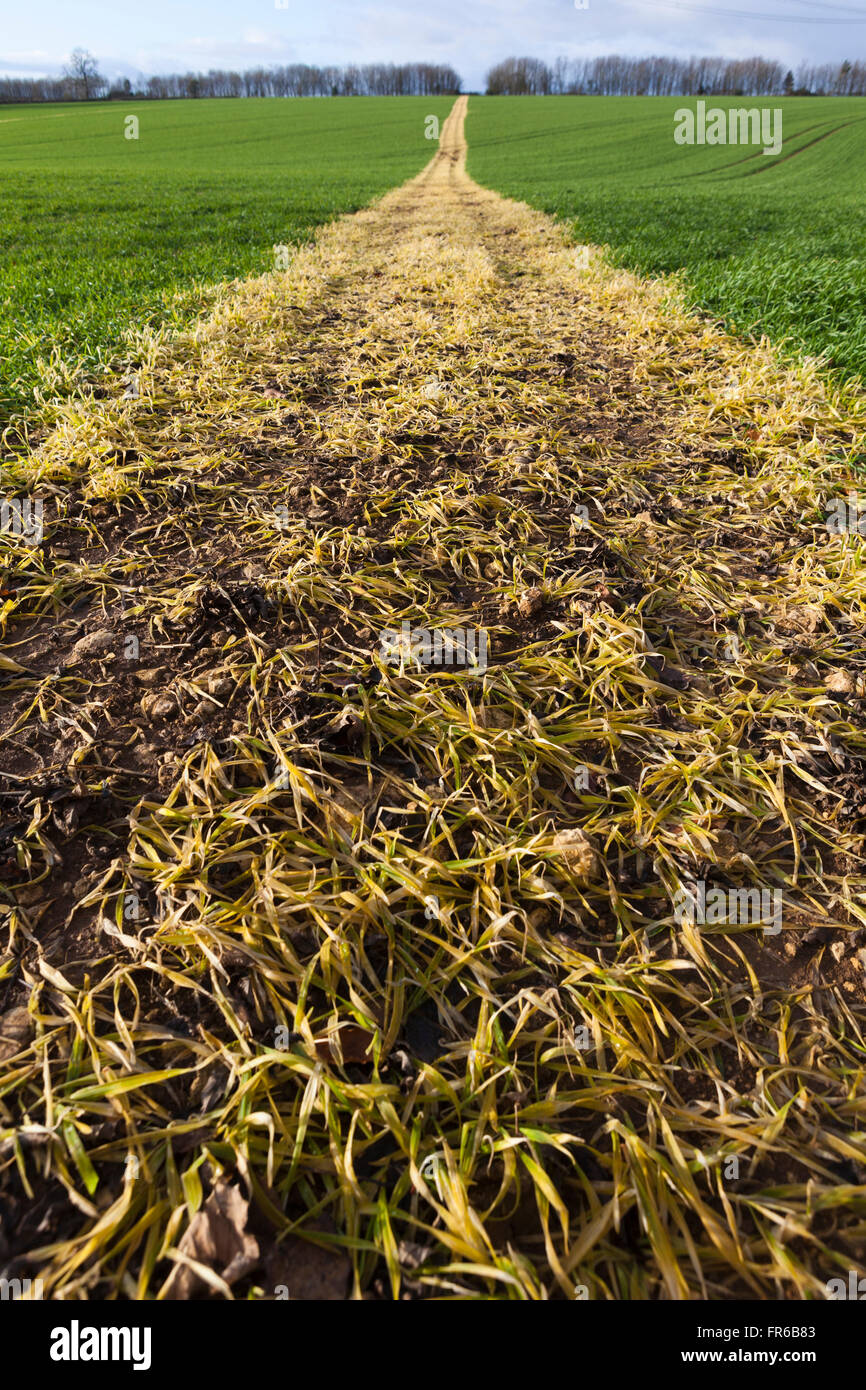 Line of dead grass across a farm field like a pathway Stock Photo - Alamy