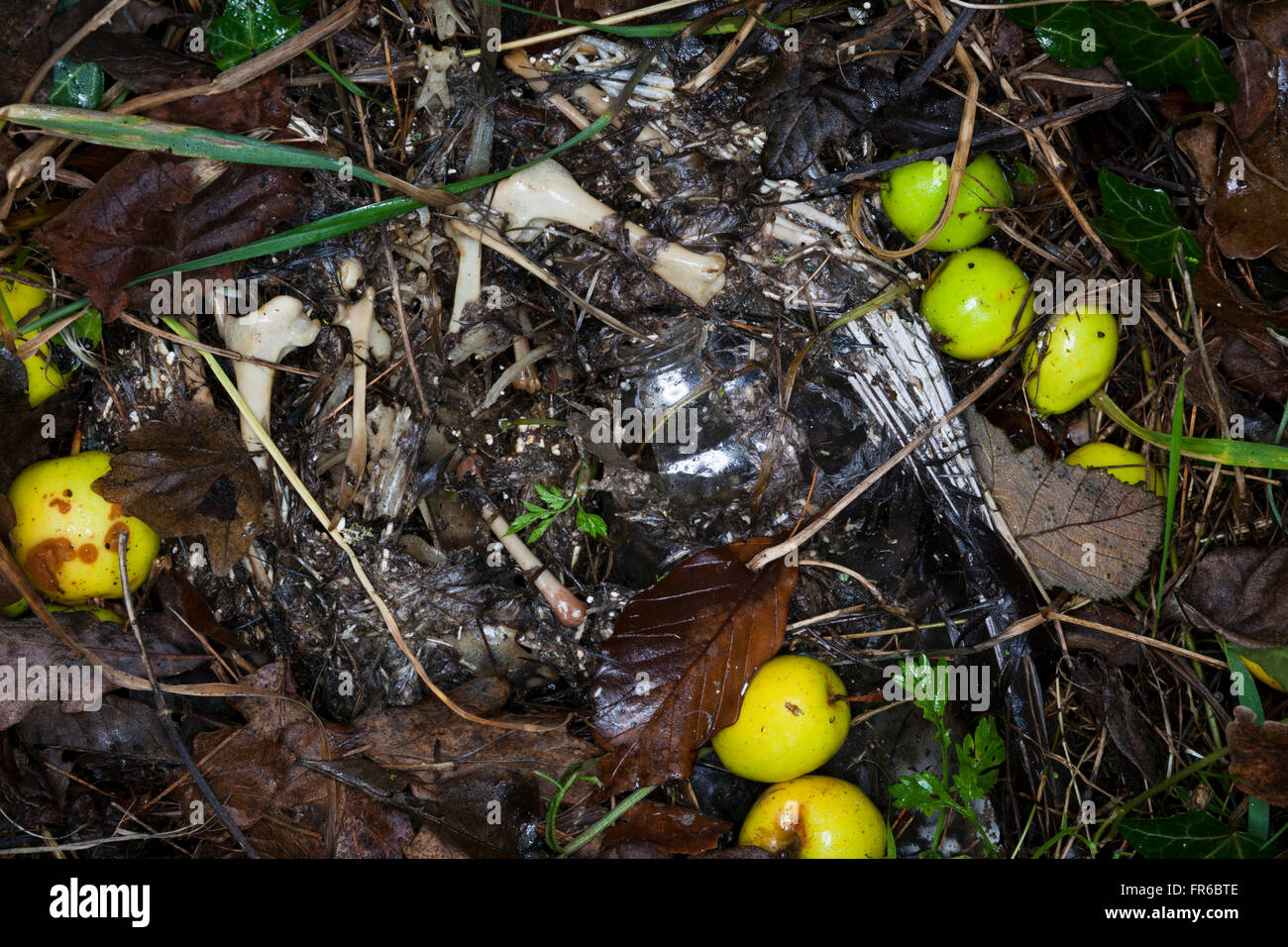 Decomposing bird, roadkill, Cirencetser to Burford road Stock Photo - Alamy