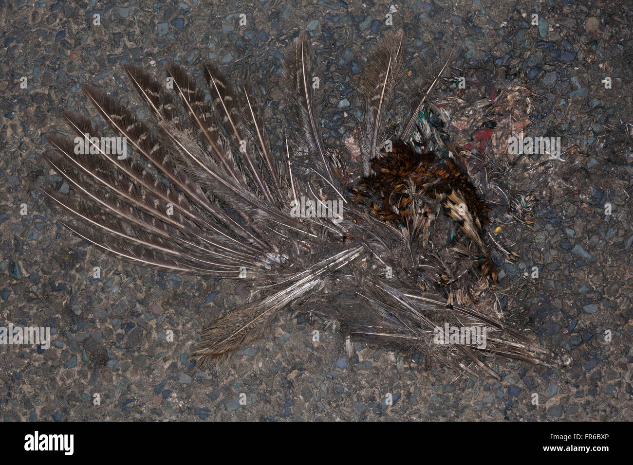 Road of blood hi-res stock photography and images - Alamy