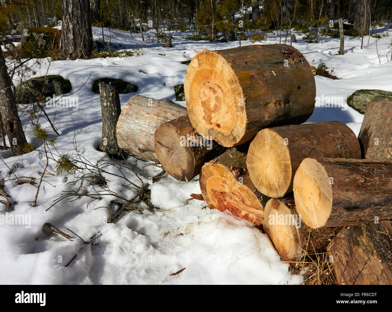 timber in forest Stock Photo - Alamy