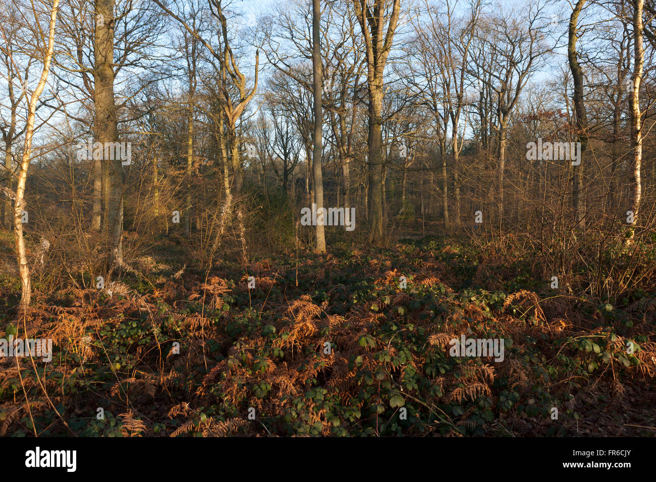 Forest and woods in the UK, set in the evening sunlight of winter and ...