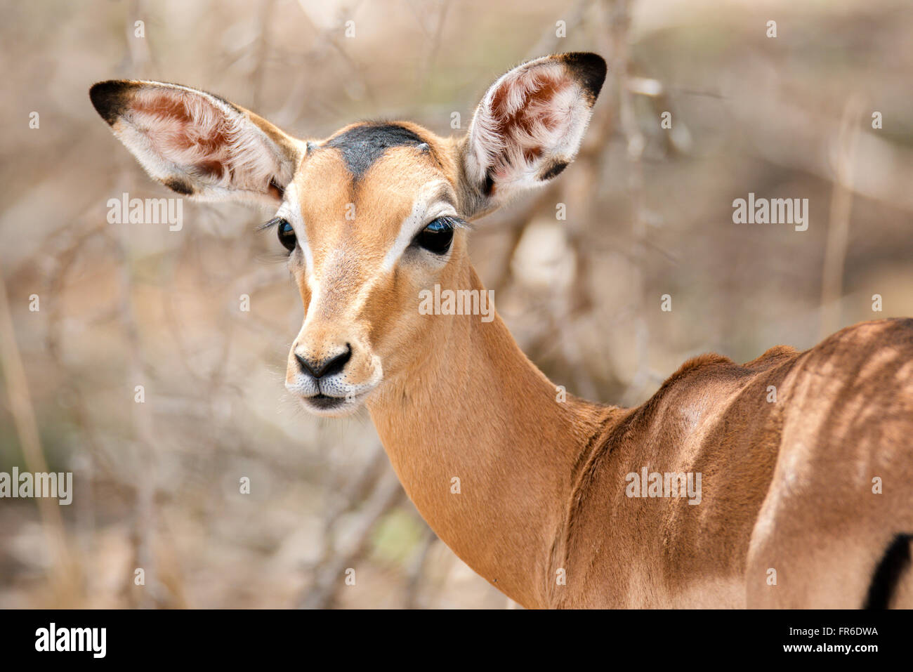 Impala animal hi-res stock photography and images - Alamy