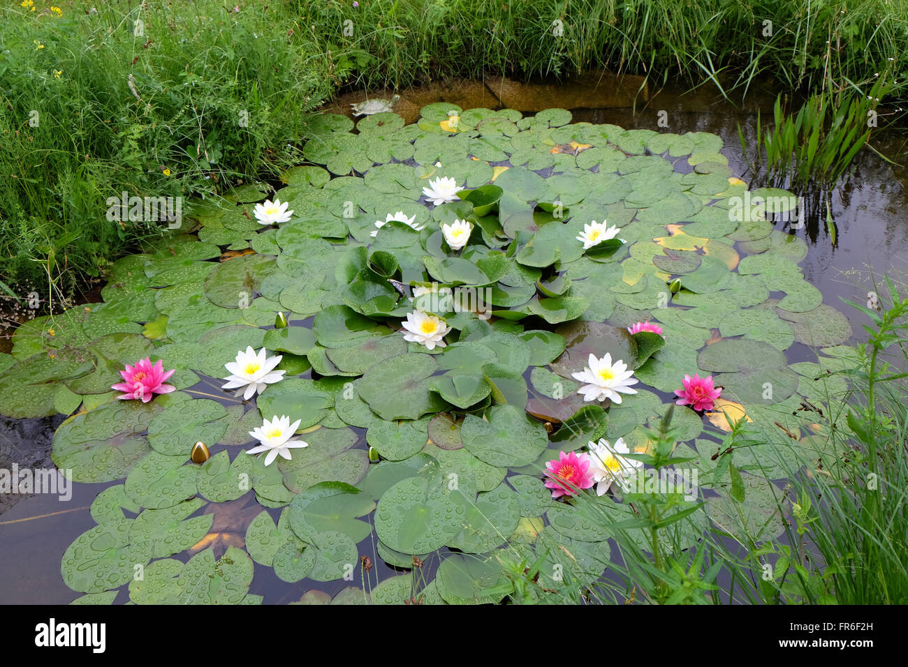 Beautiful Waterlily on pond in park Stock Photo - Alamy