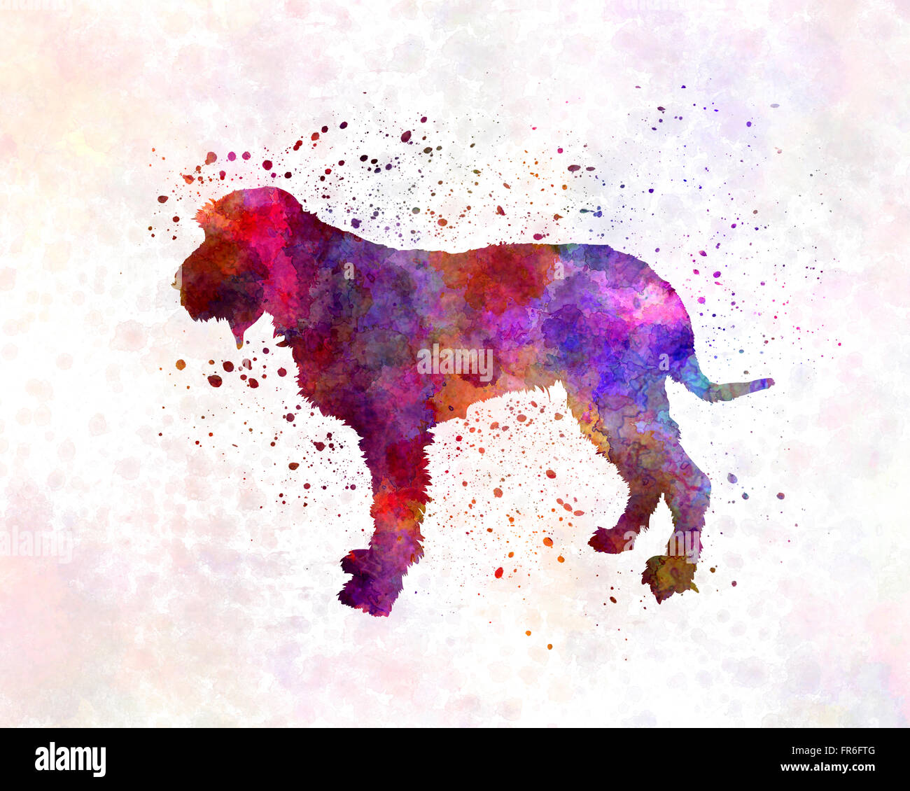 Griffon bleu de gascogne hi-res stock photography and images - Alamy