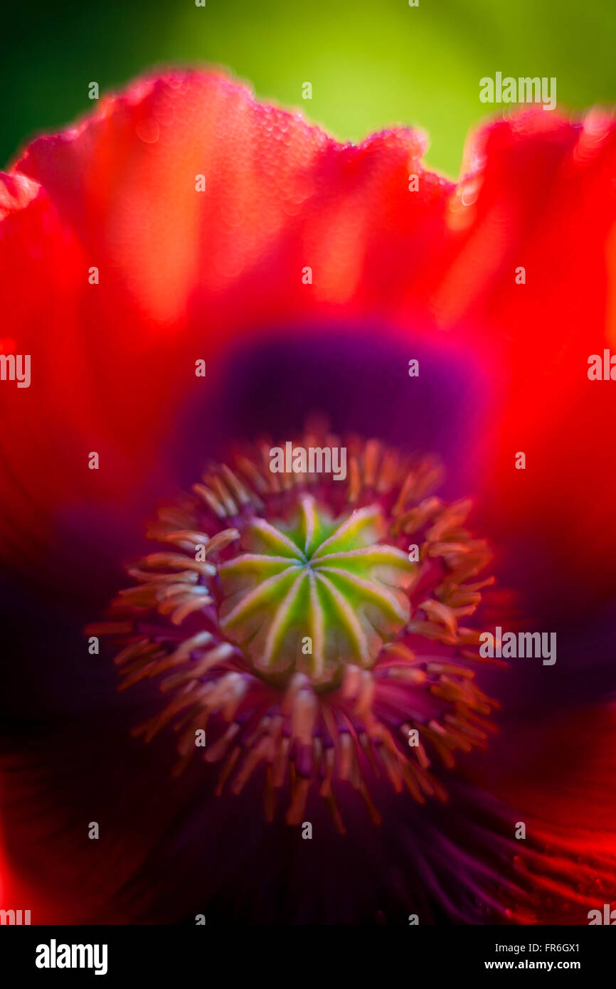 Deep red poppy hi-res stock photography and images - Alamy