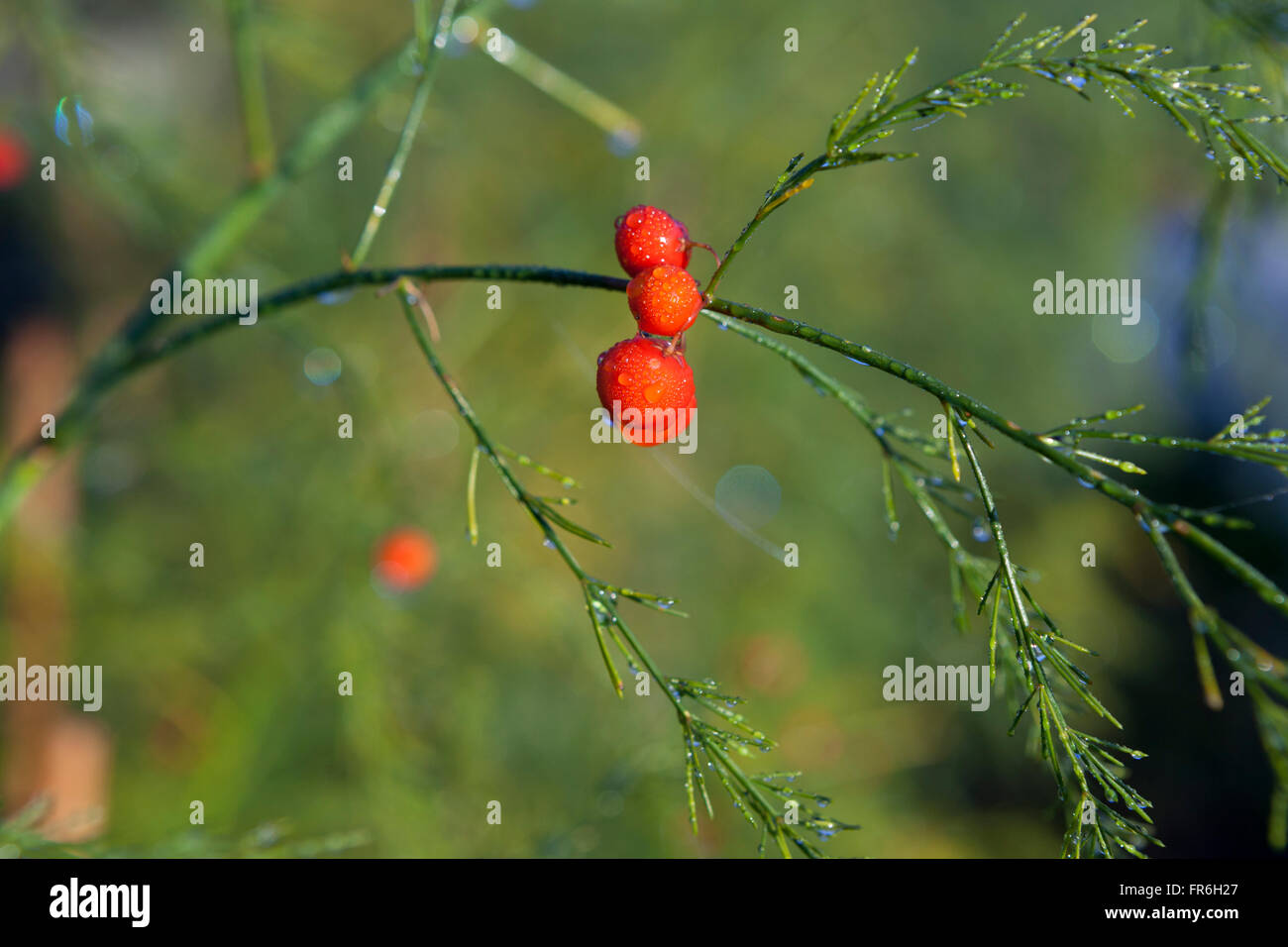 The deep red berries of an asparagus plant, covered in dew in the early ...