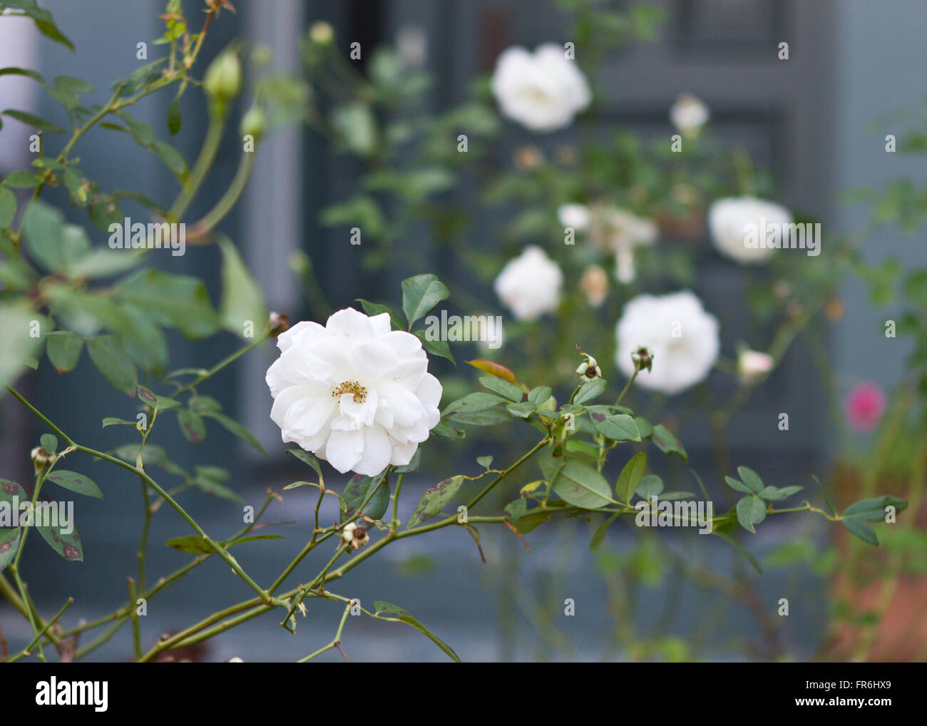 White rose in garden Stock Photo - Alamy