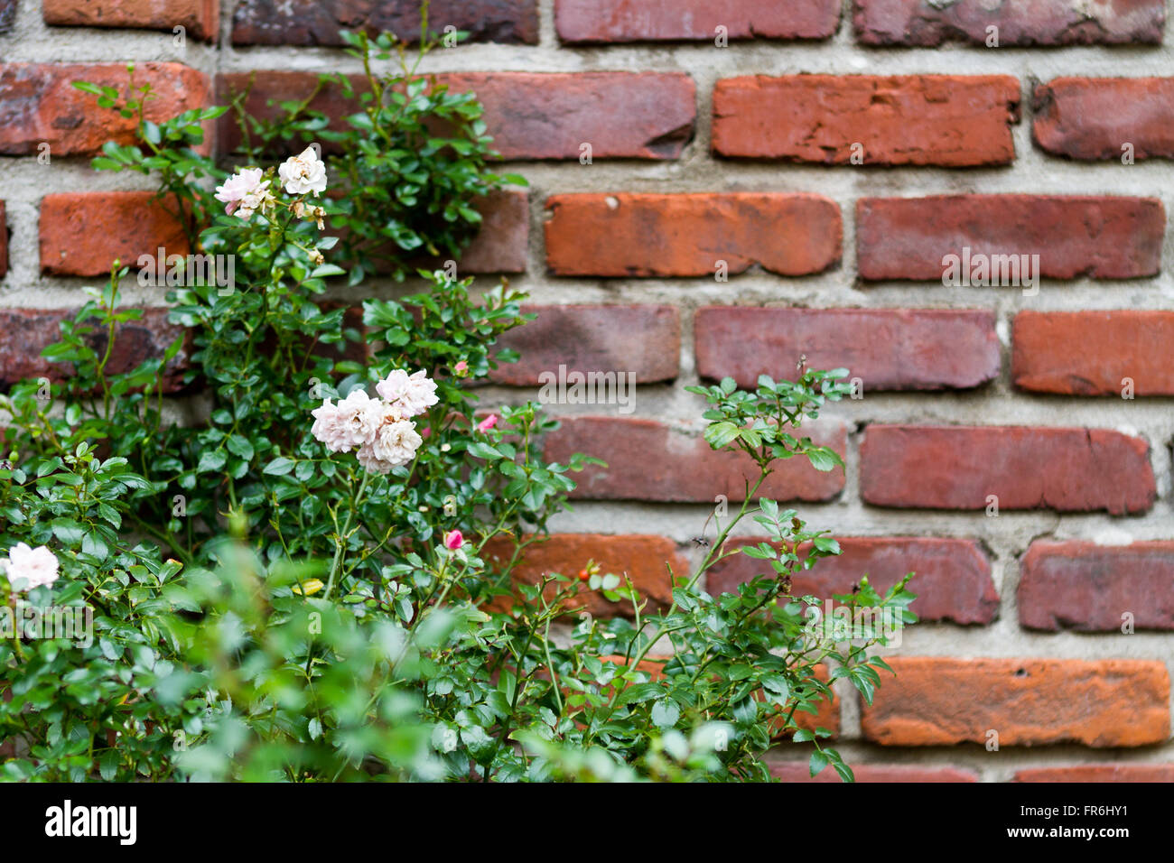 Red brick wall with flowers hi-res stock photography and images - Alamy