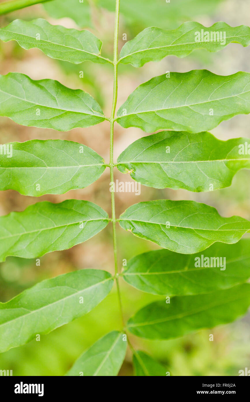 Close up stem leaves hi-res stock photography and images - Alamy
