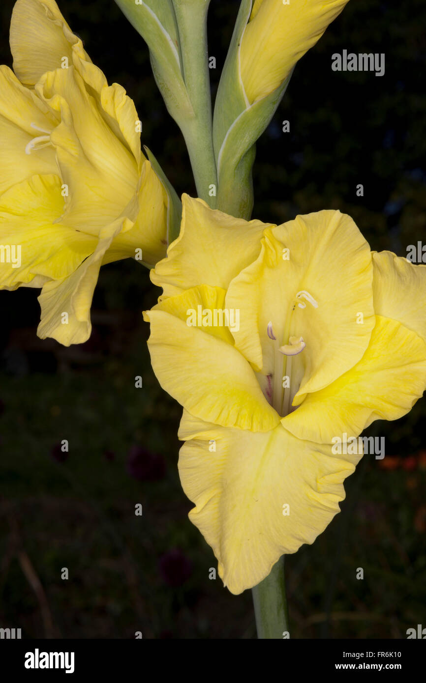 Close up of the large blooms of a gladioli flower Stock Photo - Alamy