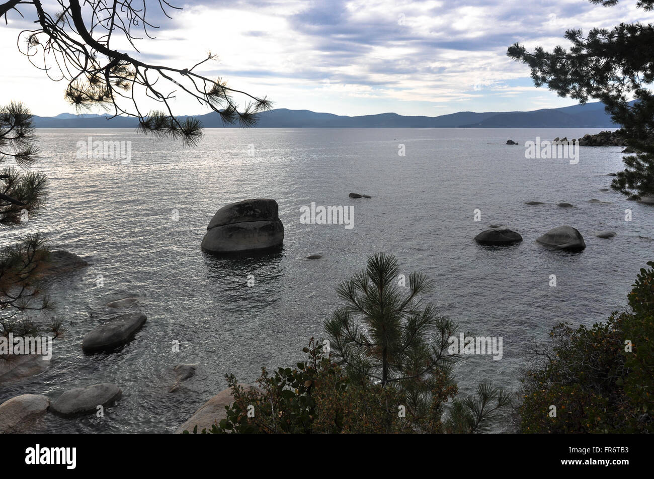 Pine tree lake tahoe hi-res stock photography and images - Alamy