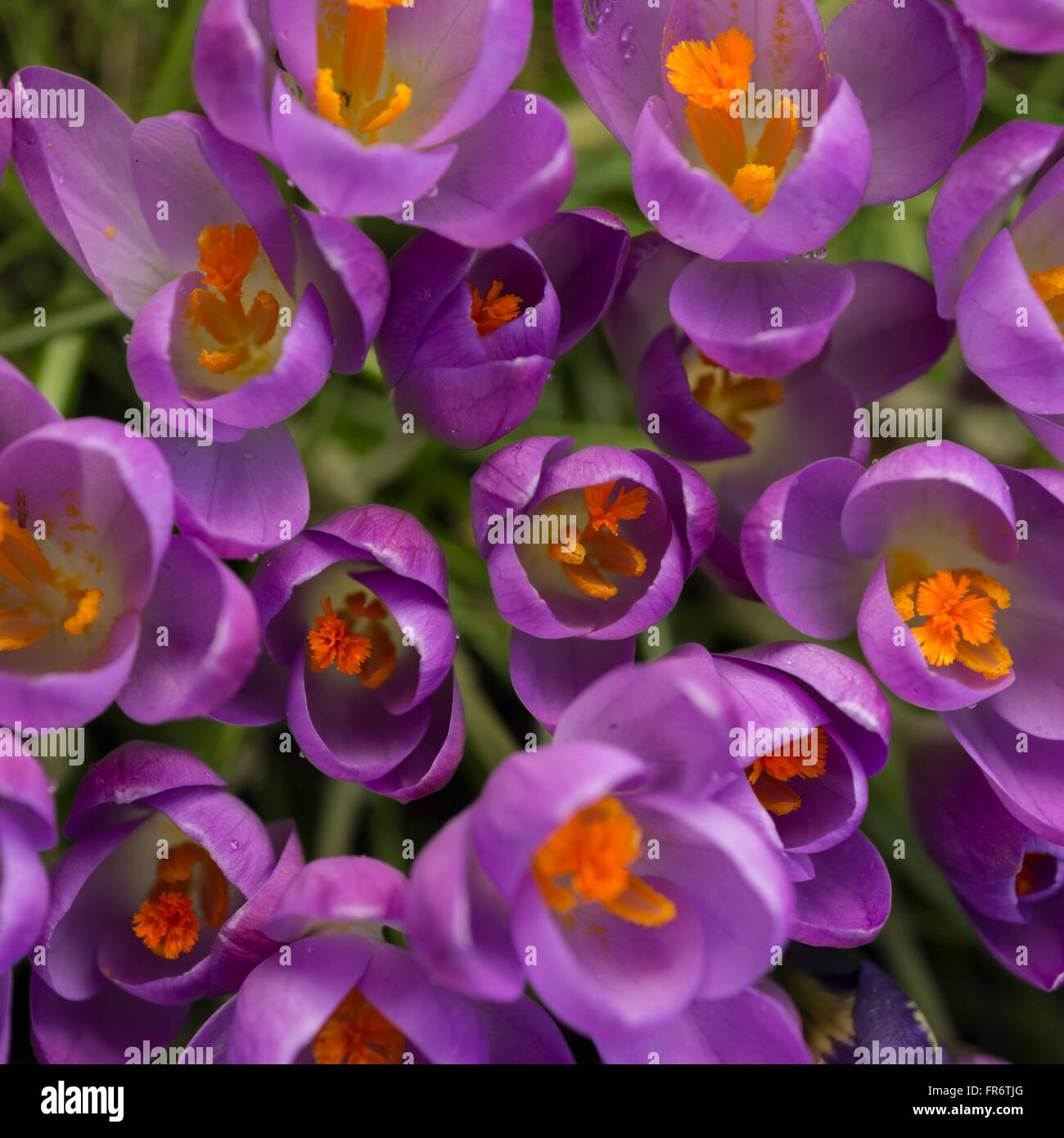 Crocus close up in garden Stock Photo - Alamy