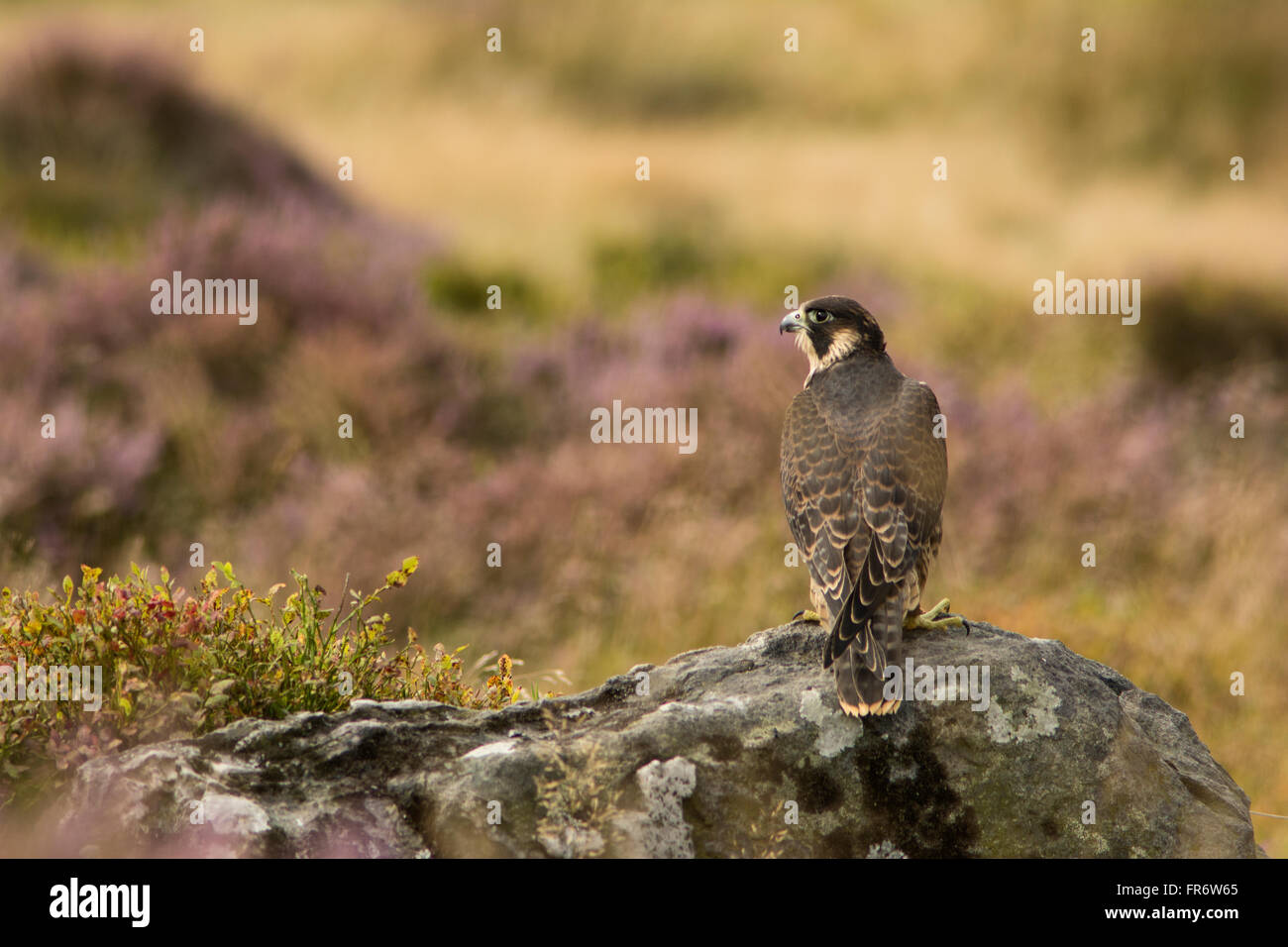 Peregrine falcon uk hi-res stock photography and images - Alamy