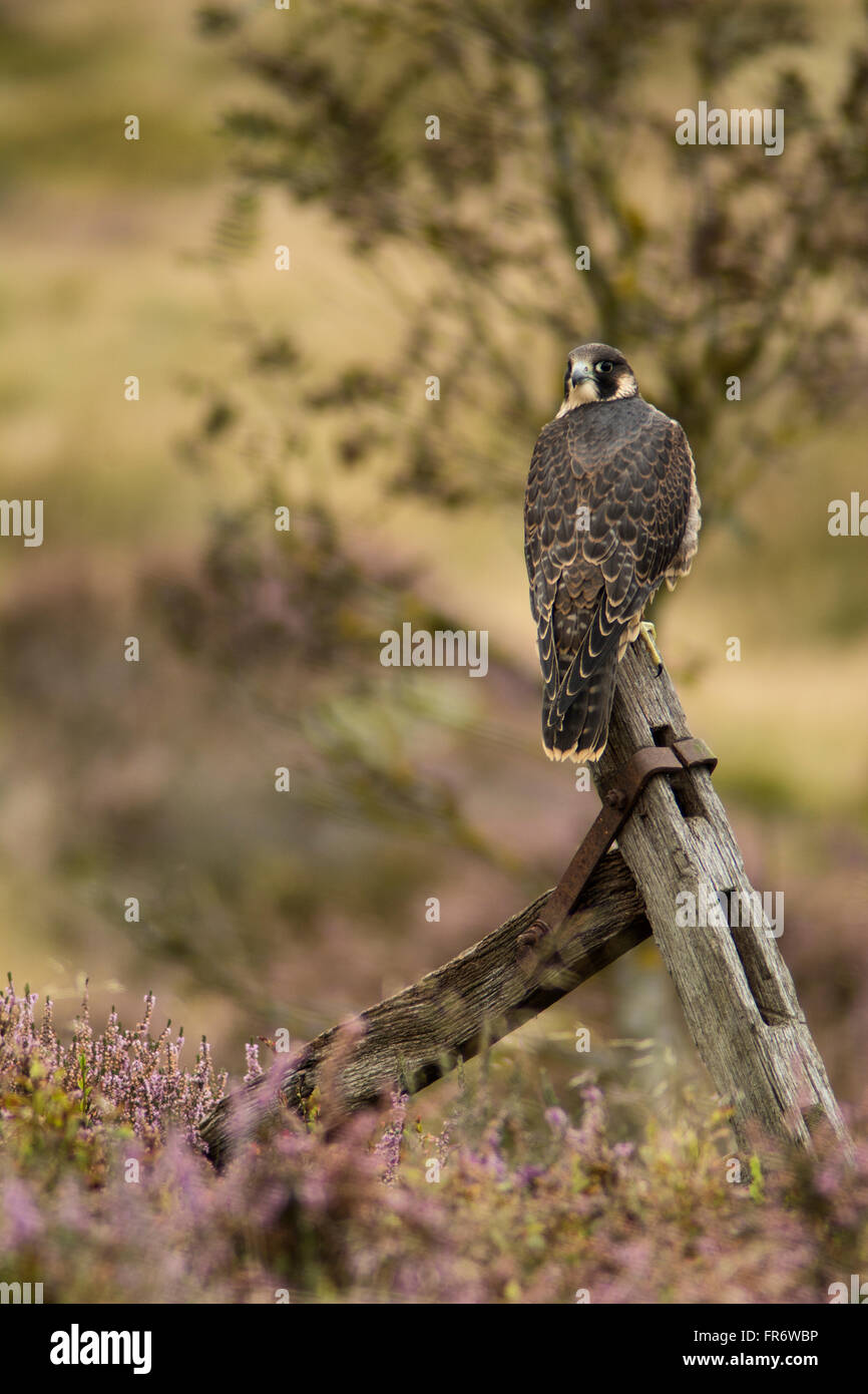 Peregrine falcon uk hi-res stock photography and images - Alamy