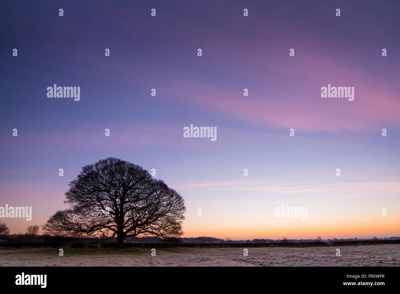 Peckleton Tree taken at sunrise Stock Photo - Alamy