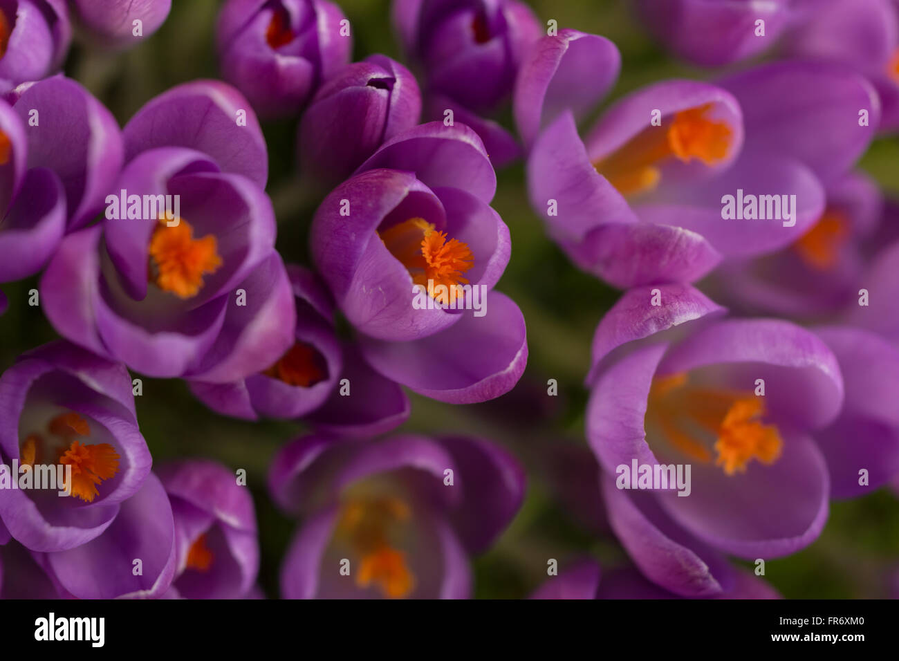 Crocus close up in garden Stock Photo - Alamy