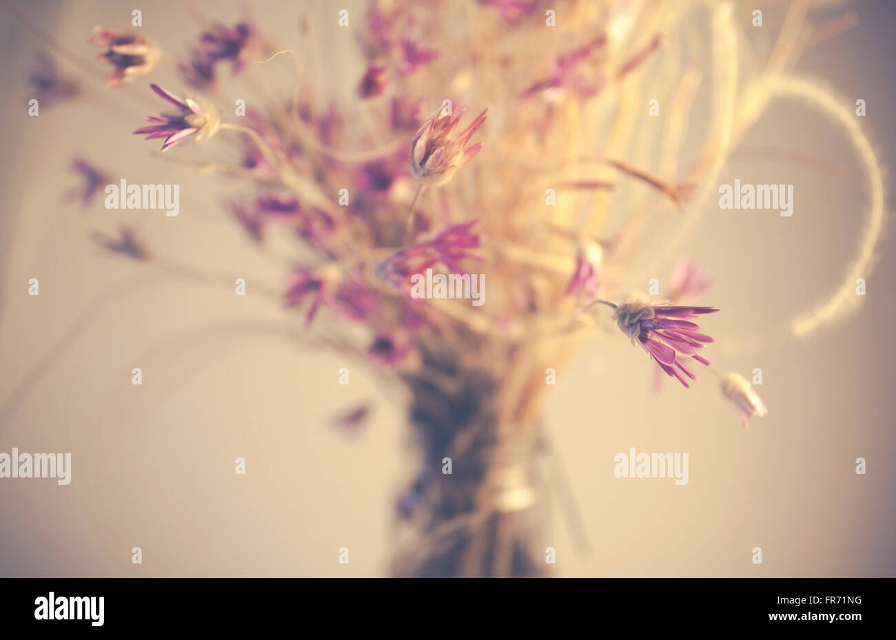 Bouquet of beautiful purple dry flowers. Gentle flowers. Postcard view ...