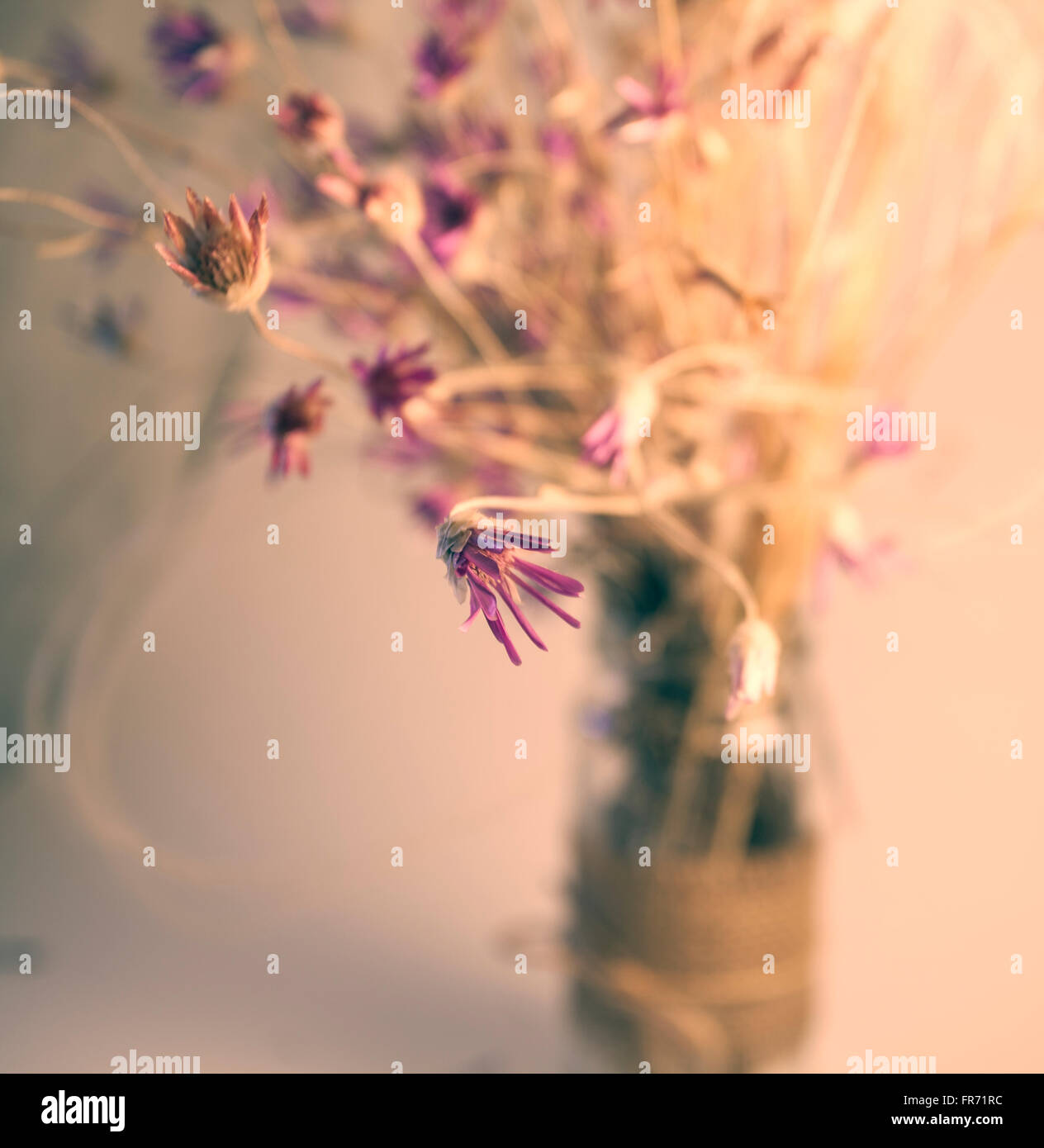 Bouquet of beautiful purple dry flowers. Gentle flowers. Postcard view ...