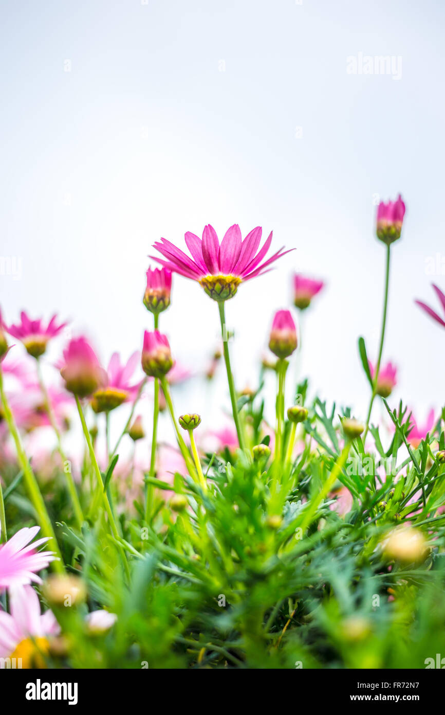 Spring up hi-res stock photography and images - Alamy