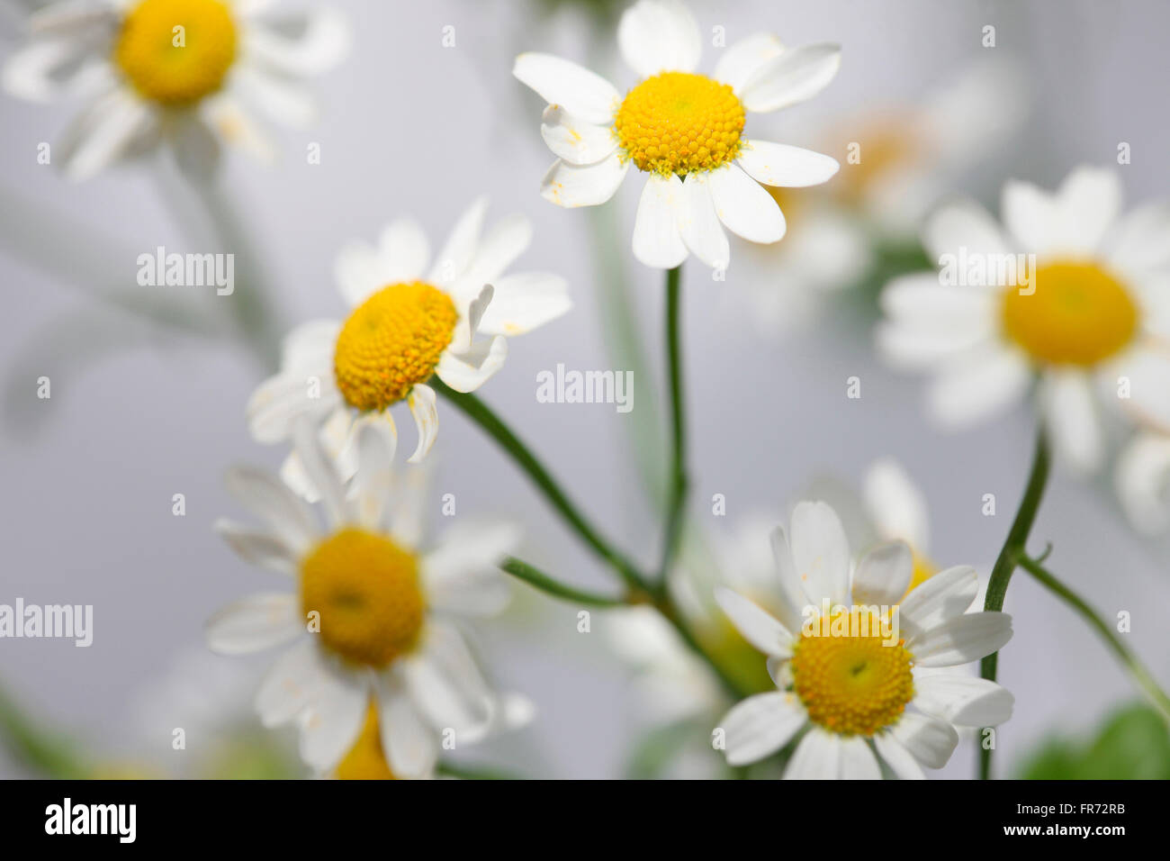 tanacetum parthenium - feverfew, single vegmo, Summer daisy-like ...