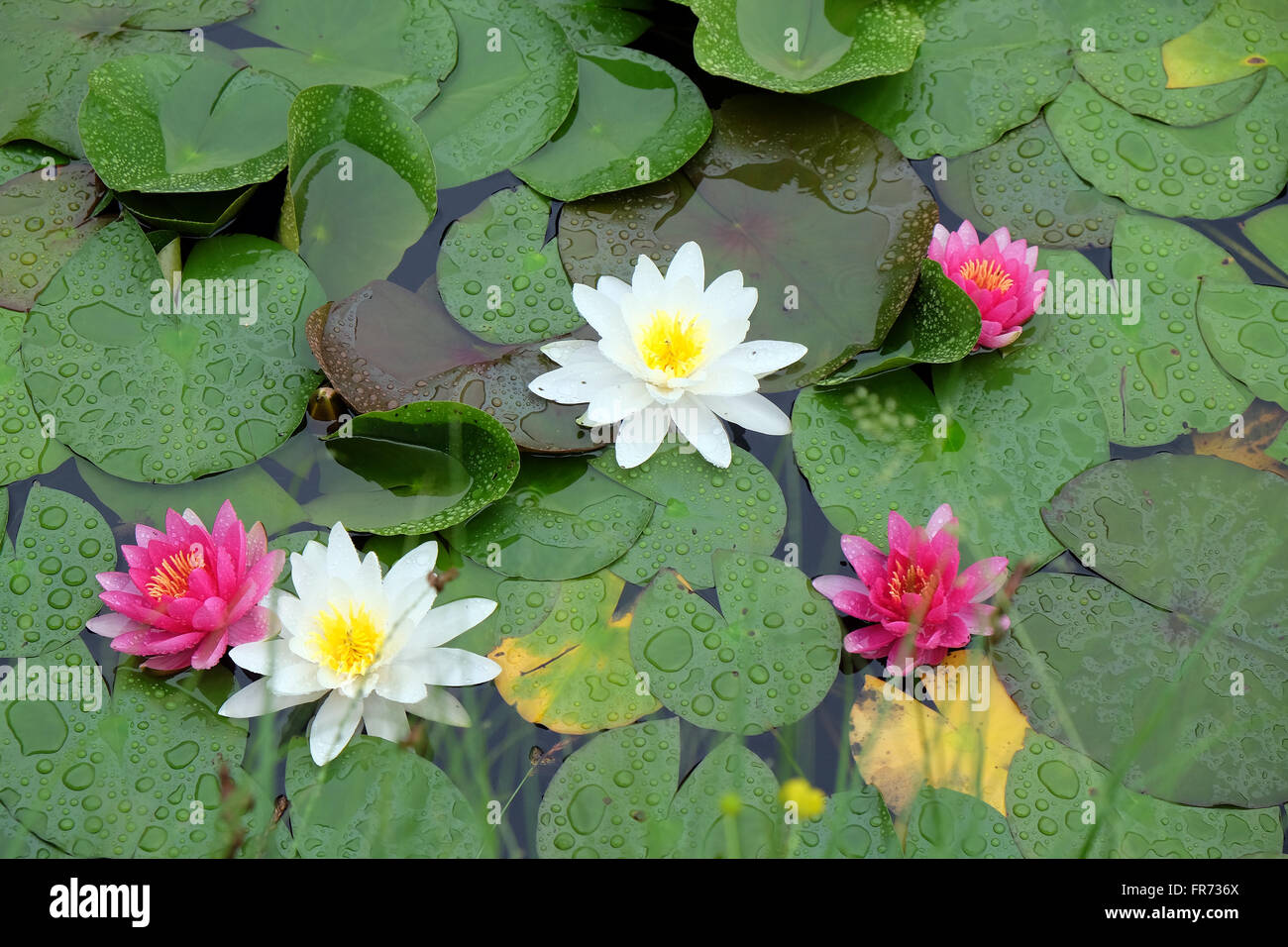 Beautiful Waterlily on pond in park Stock Photo - Alamy