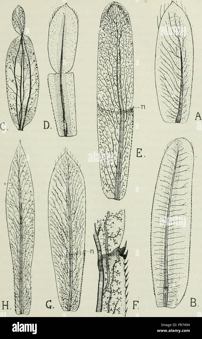 The Biology of Dragonflies (Odonata or Paraneuroptera) (1917) is a ...