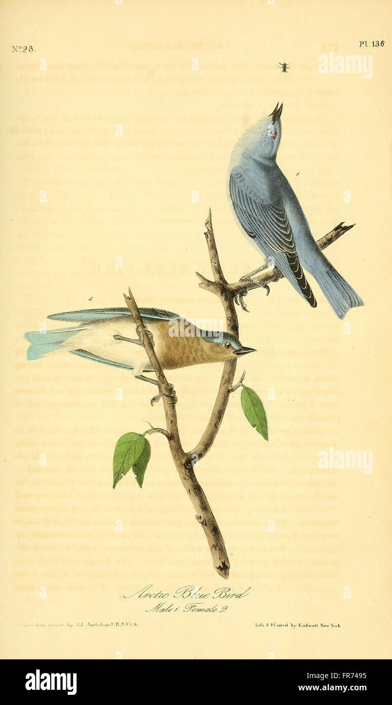 The Birds of America, Plate 136, is part of John James Audubon's famous ...