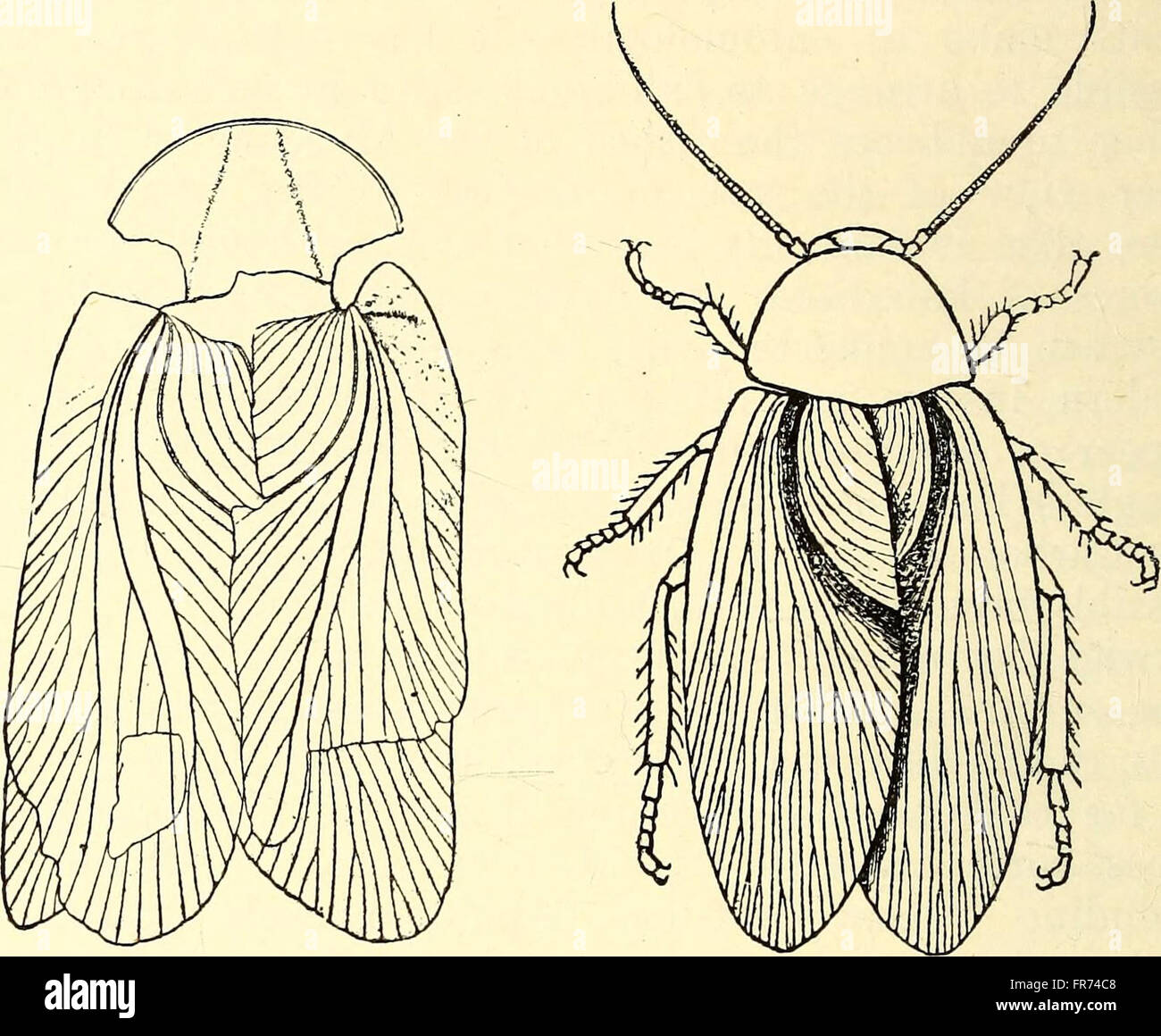 This 1907 guide provides detailed information on fossil invertebrates ...