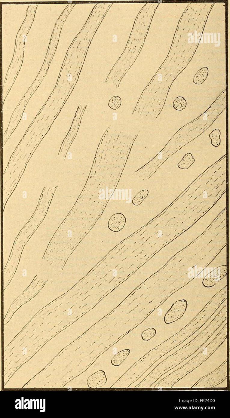 Urinary analysis and diagnosis by microscopical and chemical ...