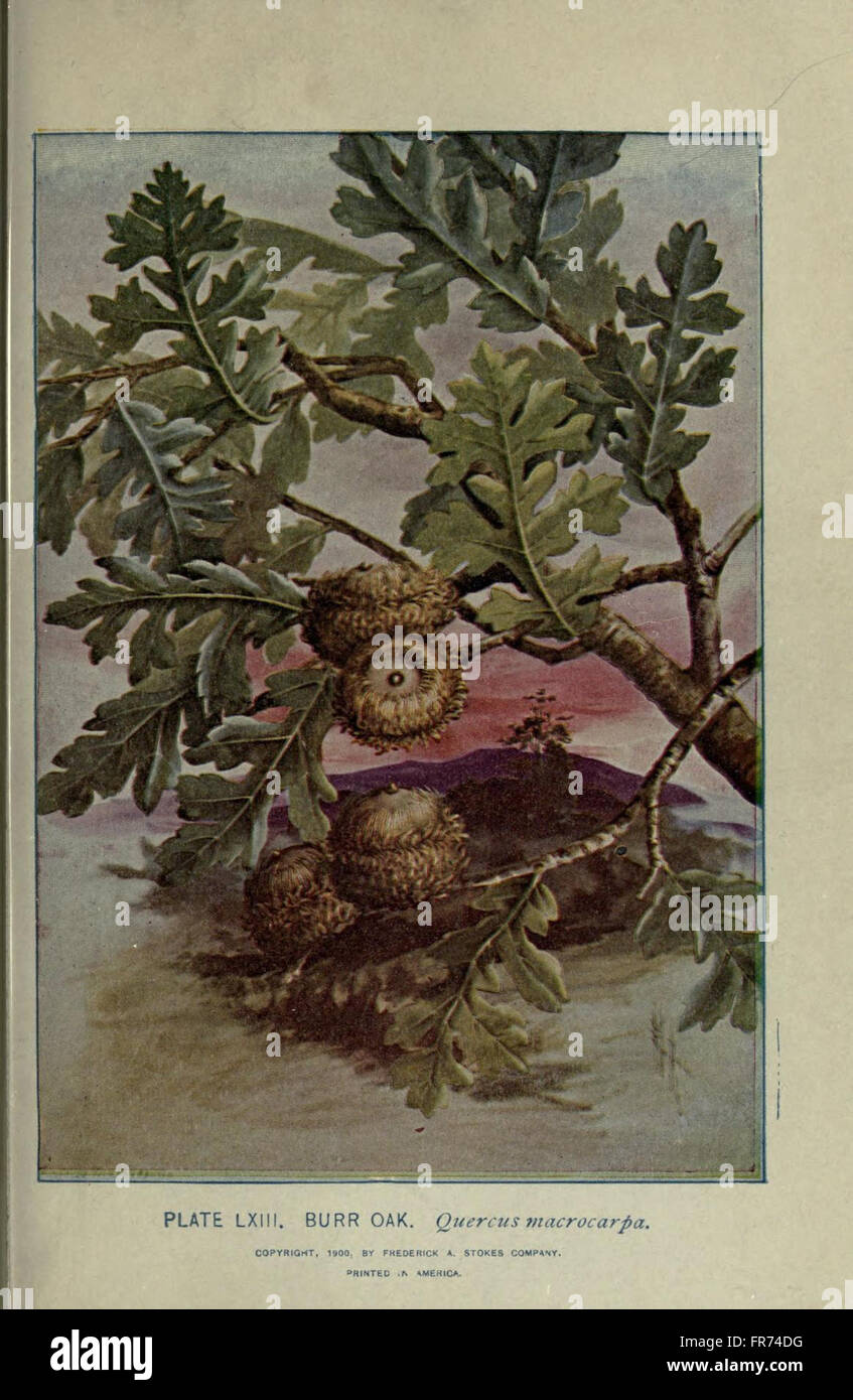 This guide to trees, including detailed illustrations, helps identify ...