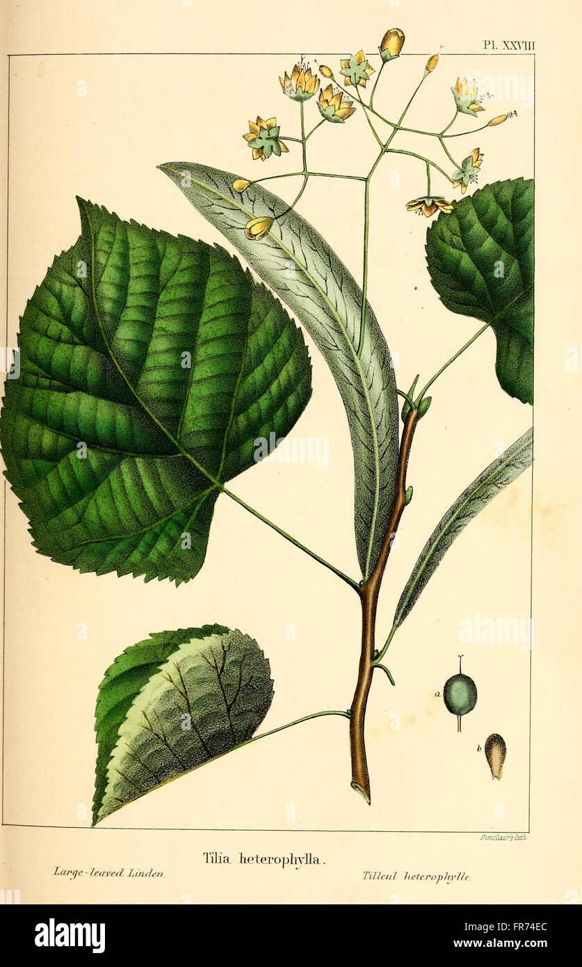 This plate from 'The North American Sylva' highlights additional tree ...