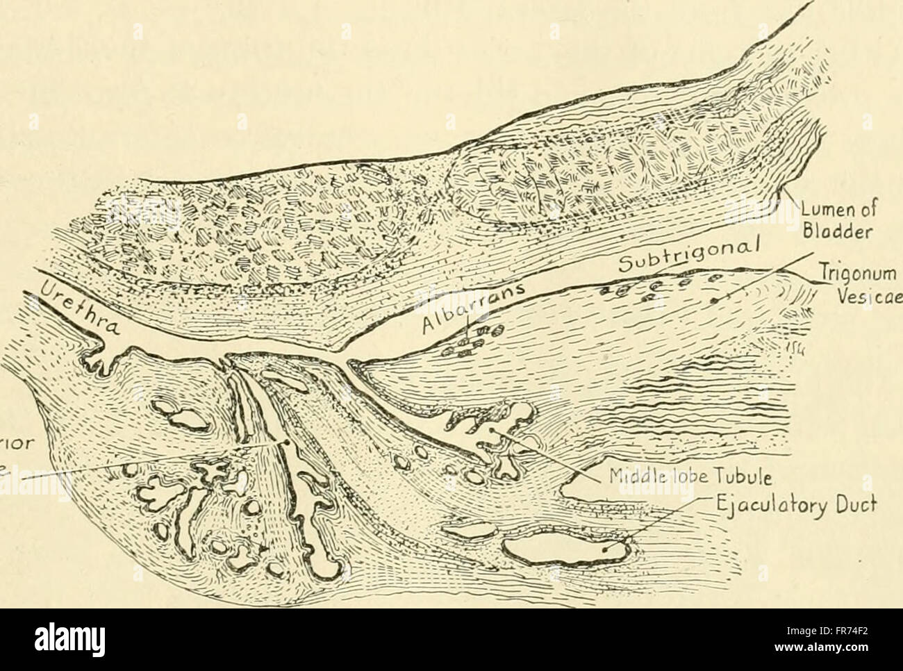 The *American Journal of Anatomy* (1912) is a peer-reviewed scientific ...