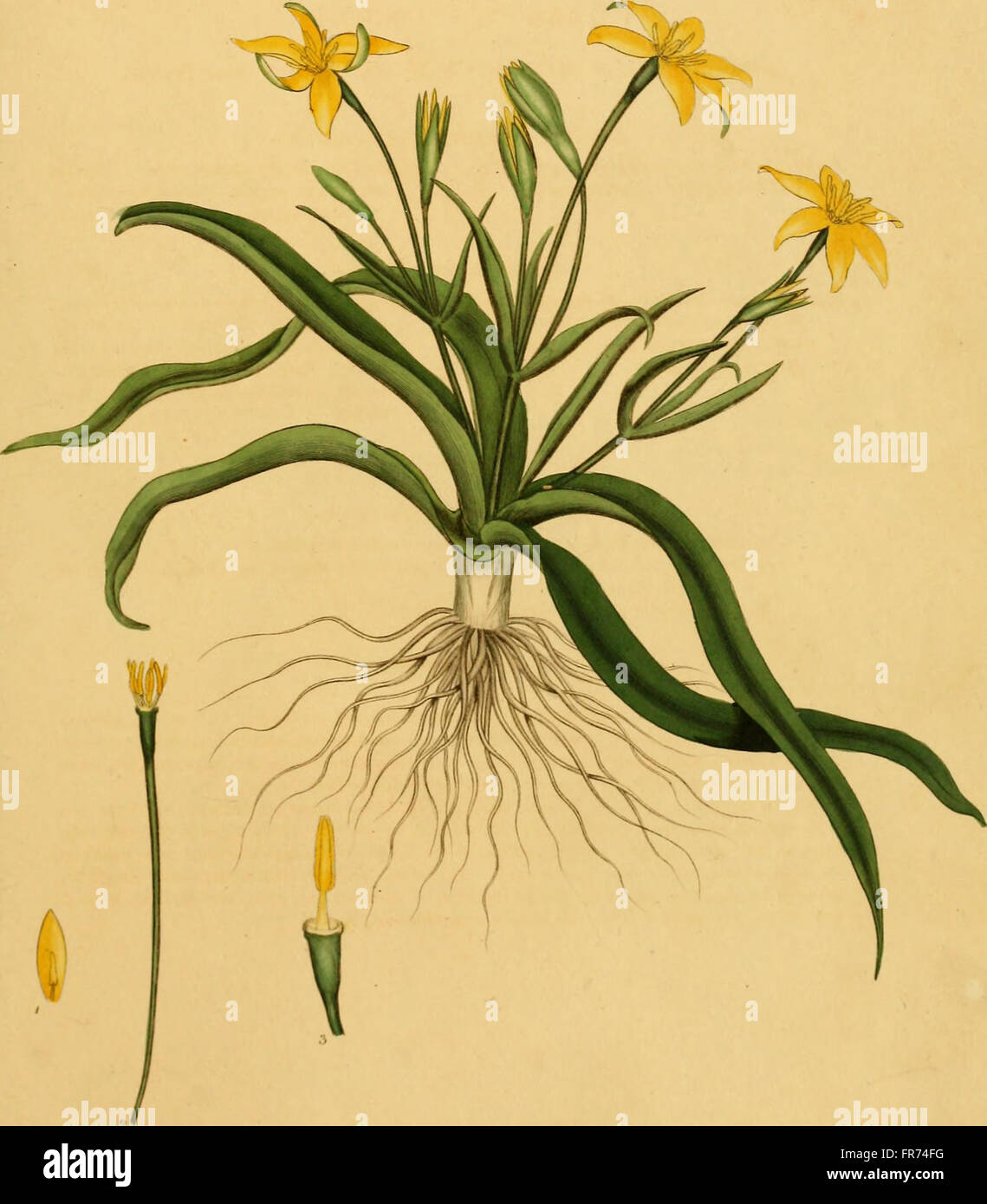 This botanical publication presents rare and new plant species ...