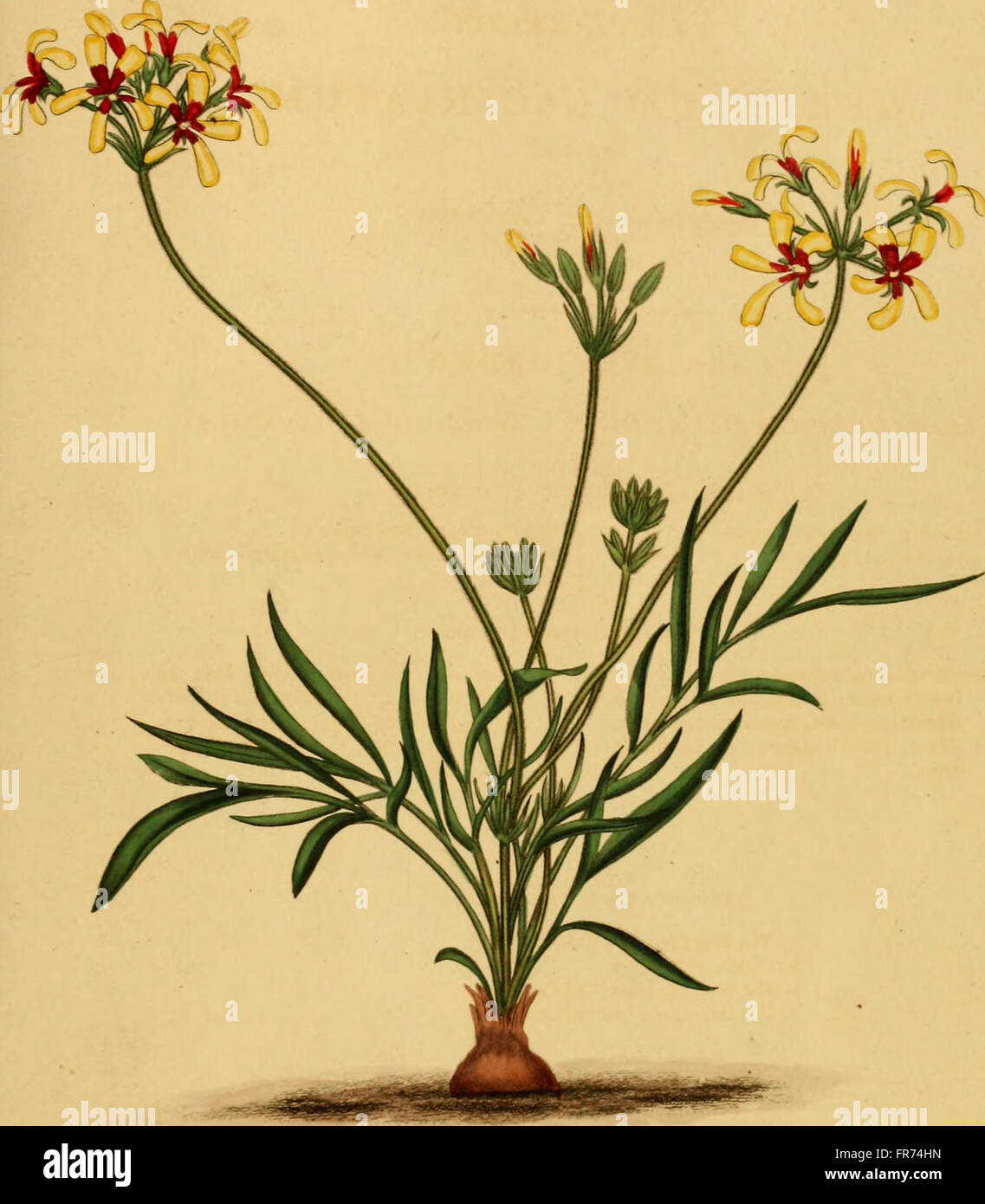 Diversity present in plant morphology hi-res stock photography and ...