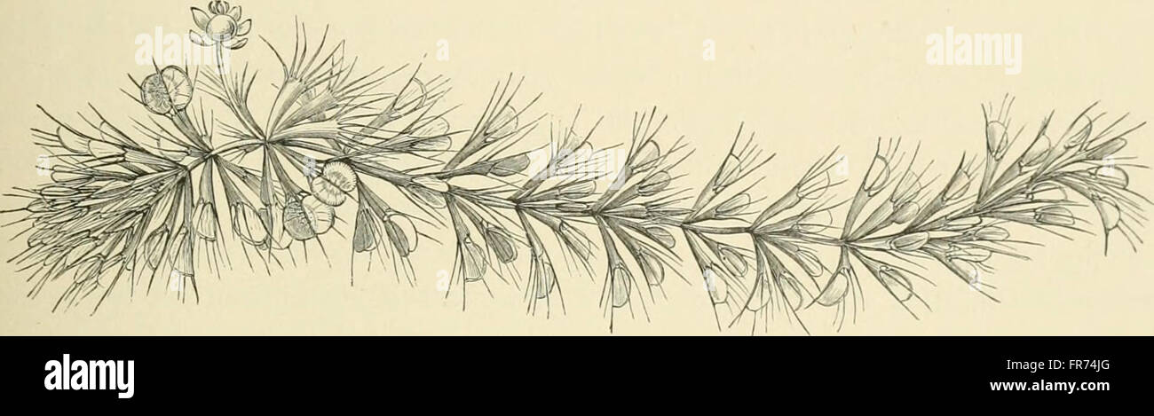 The Natural History of Plants (1902) examines the diverse forms, growth ...