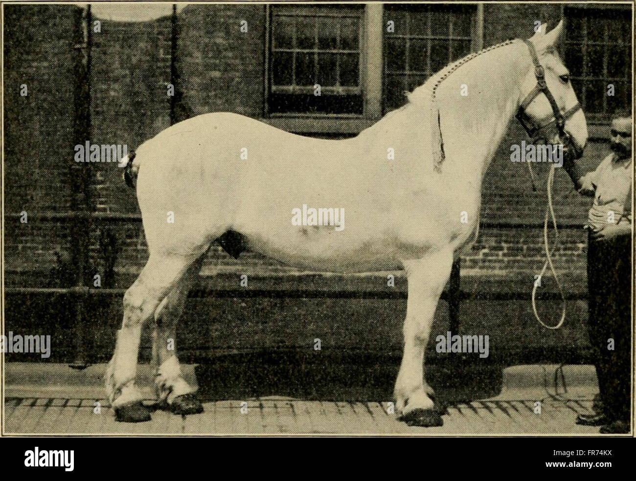 A 1917 guide on horse breeding, care, and management of health and ...