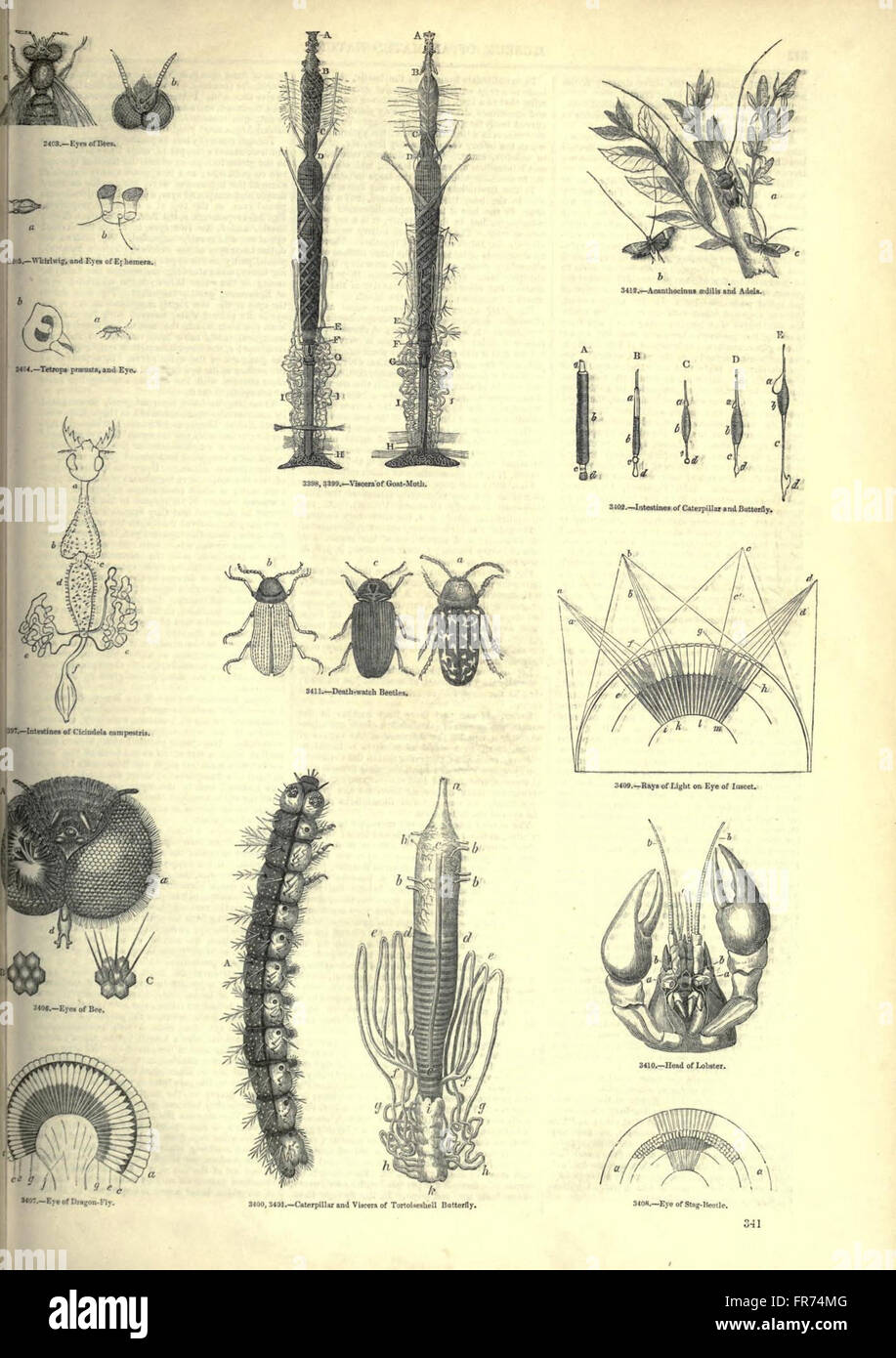 A visual guide to various animal species, highlighting their physical ...