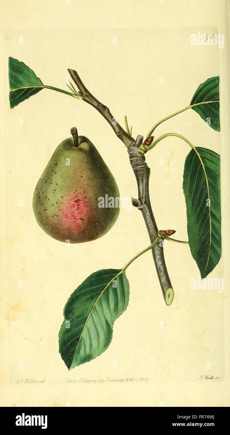 This plate from The Pomological Magazine showcases fruit varieties ...