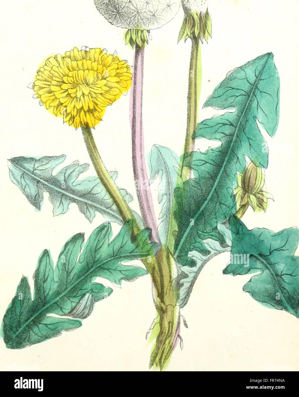 'The American Flora' provides a comprehensive guide to native plants ...