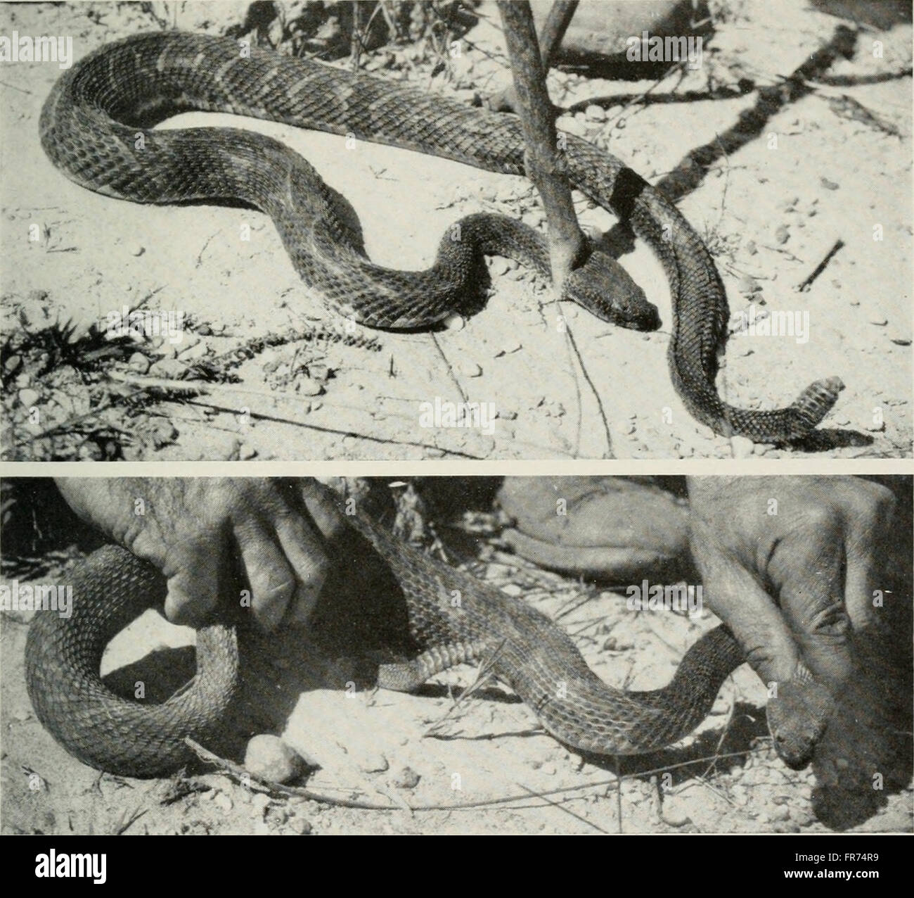 This journal, published from the early 1900s to 1918, documents ...