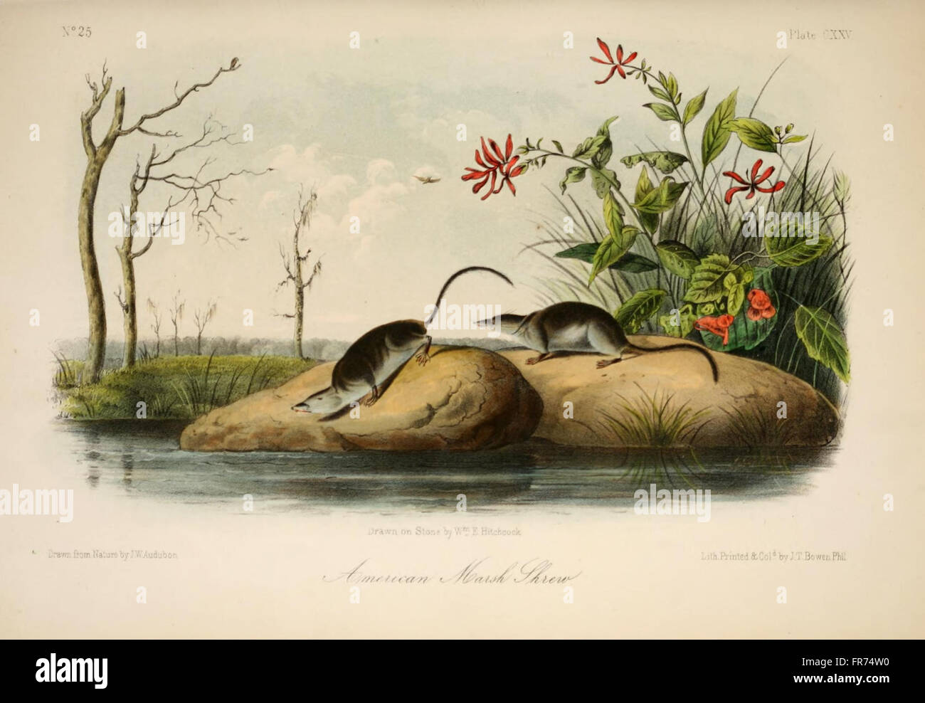 A detailed illustration and study of North American quadrupeds (four ...