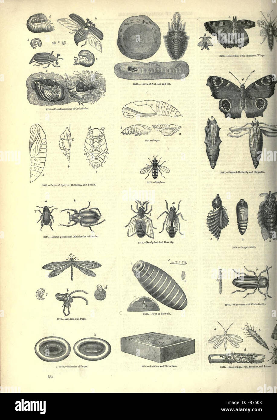This illustrated work provides visual depictions and detailed ...