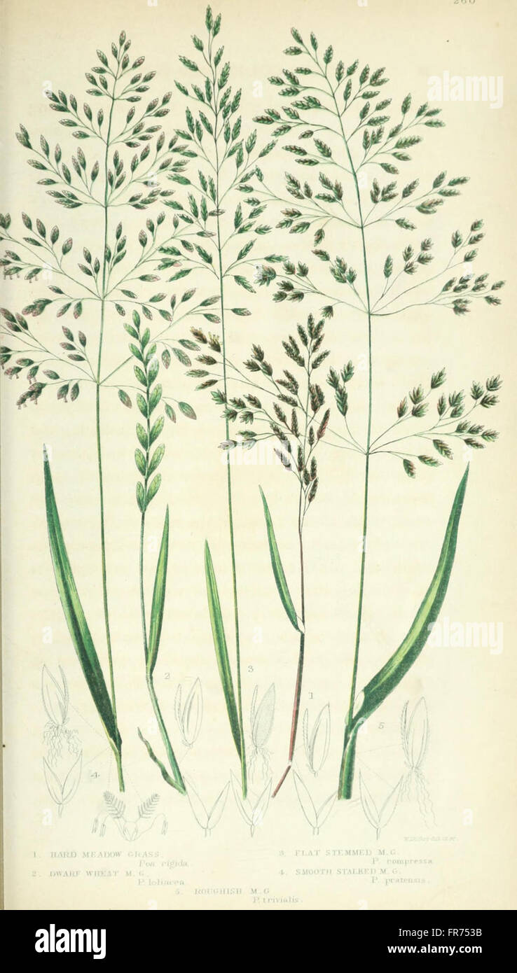 Plate 23 of *The British Grasses and Sedges* provides detailed ...