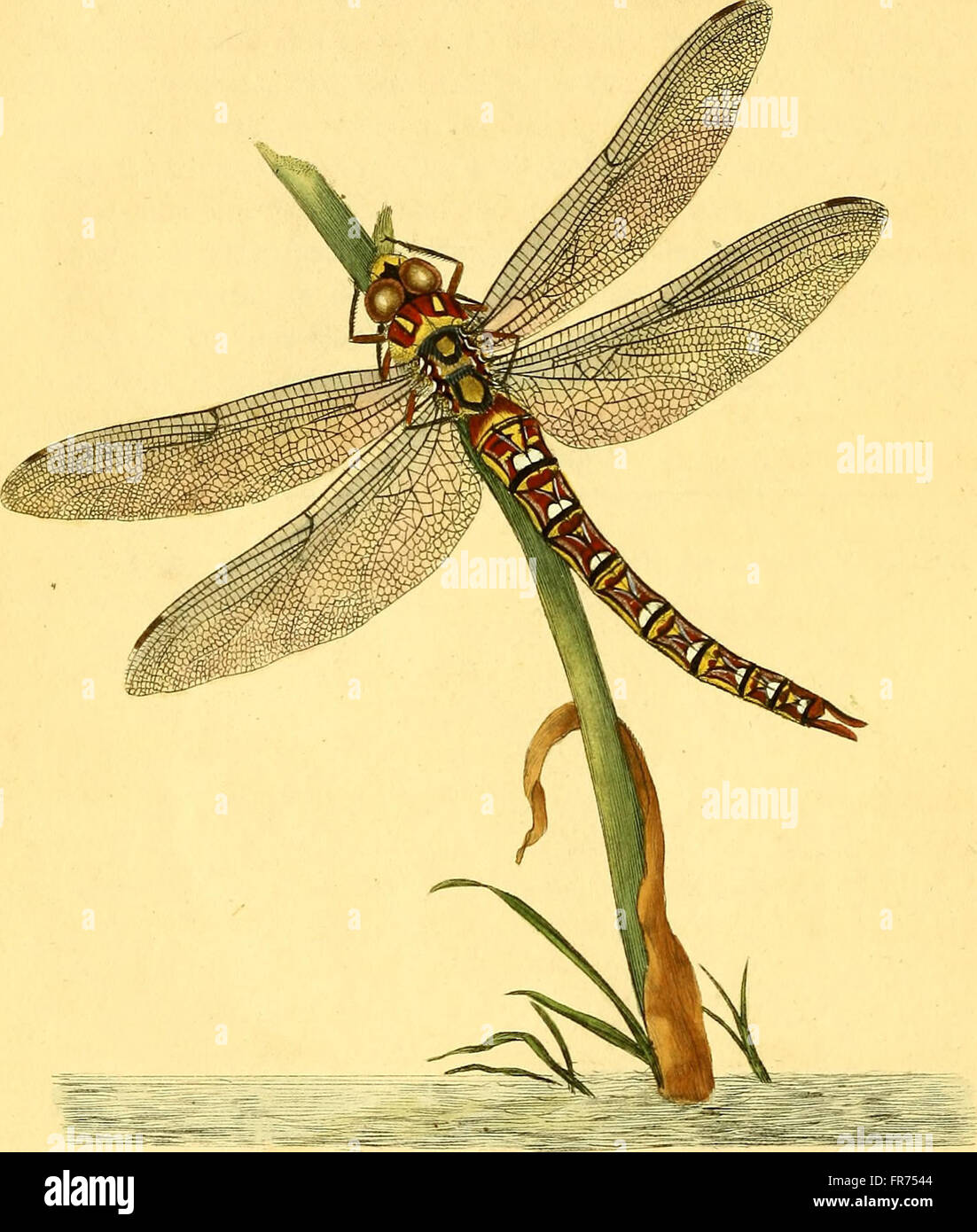 This work examines the natural history of British insects, describing ...
